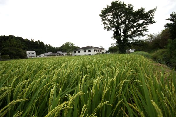 浮田の田の神